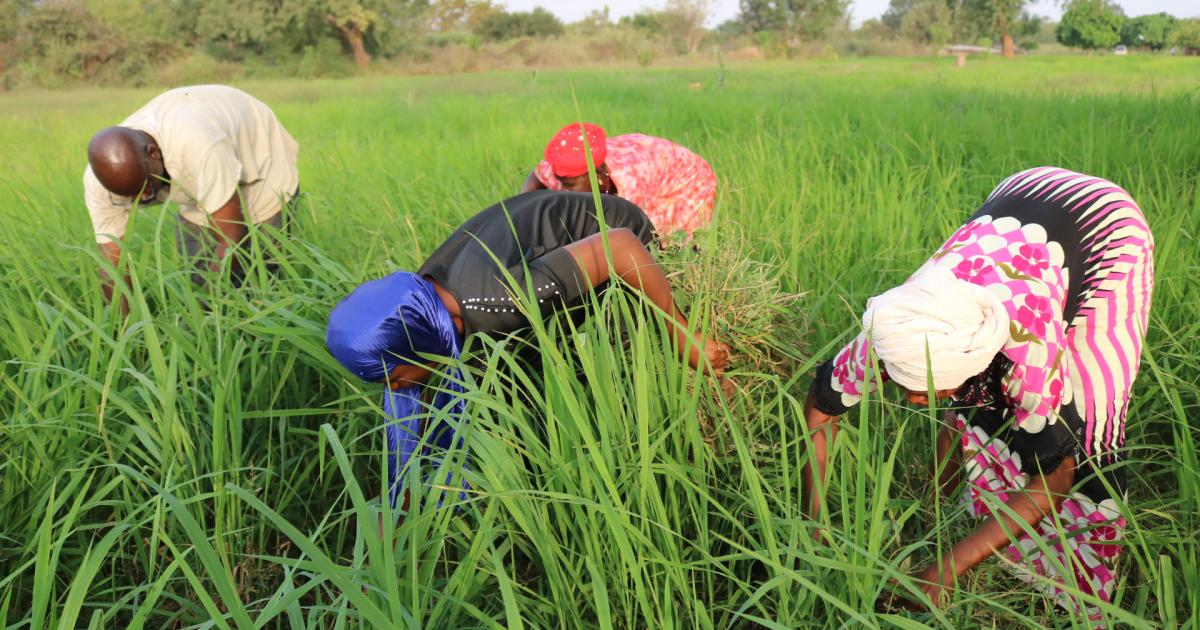 Superior rice varieties and solar irrigation to bolster food supplies ...